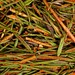 Marsh Labrador Herb Tea / Ledum Palustre rhododendron - Etsy UK