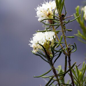Marsh Labrador Herb Tea / Ledum Palustre (rhododendron Tomentosum ...