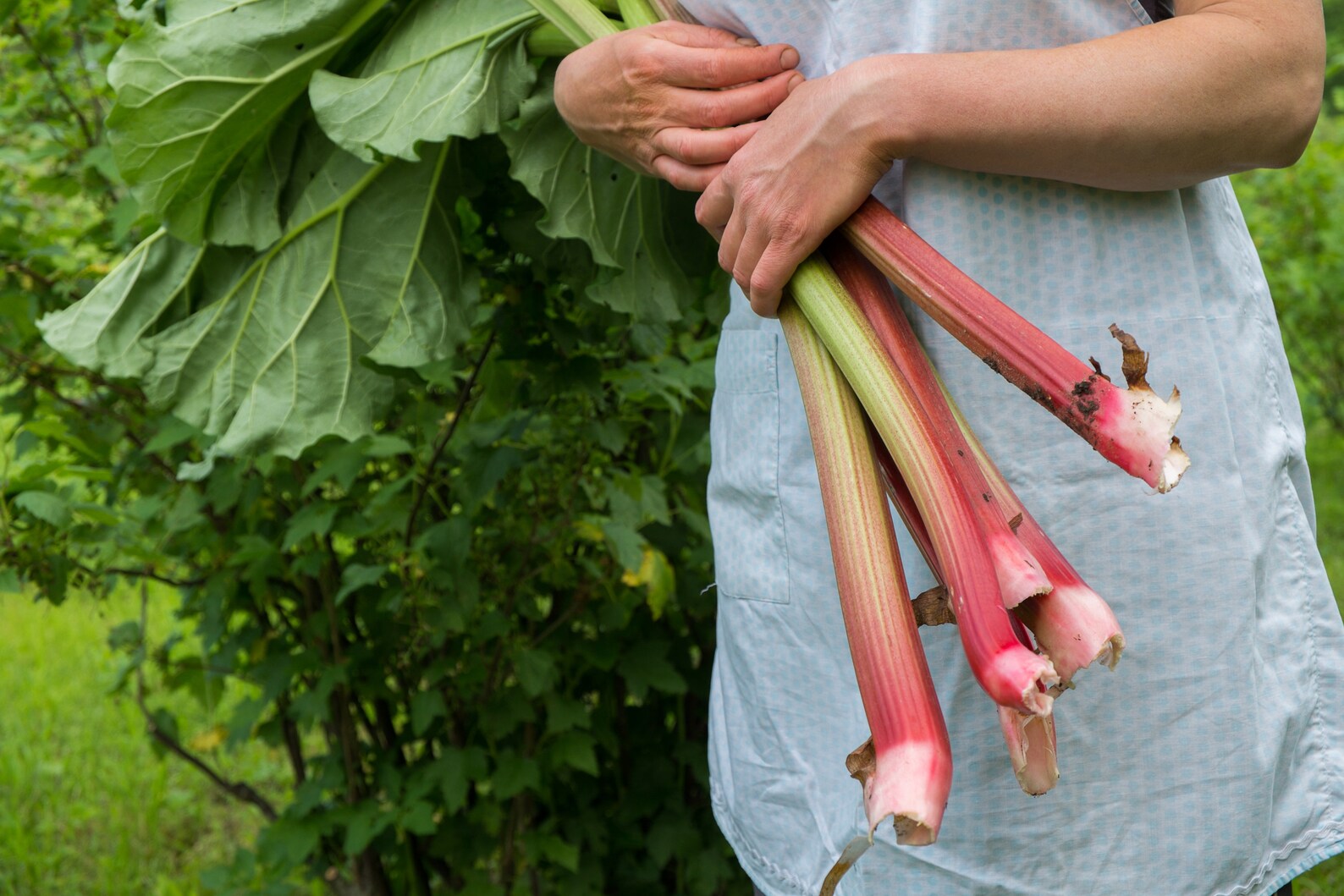 Rhubarb Root rheum L. Rhei Radix Health Embassy 100% - Etsy UK