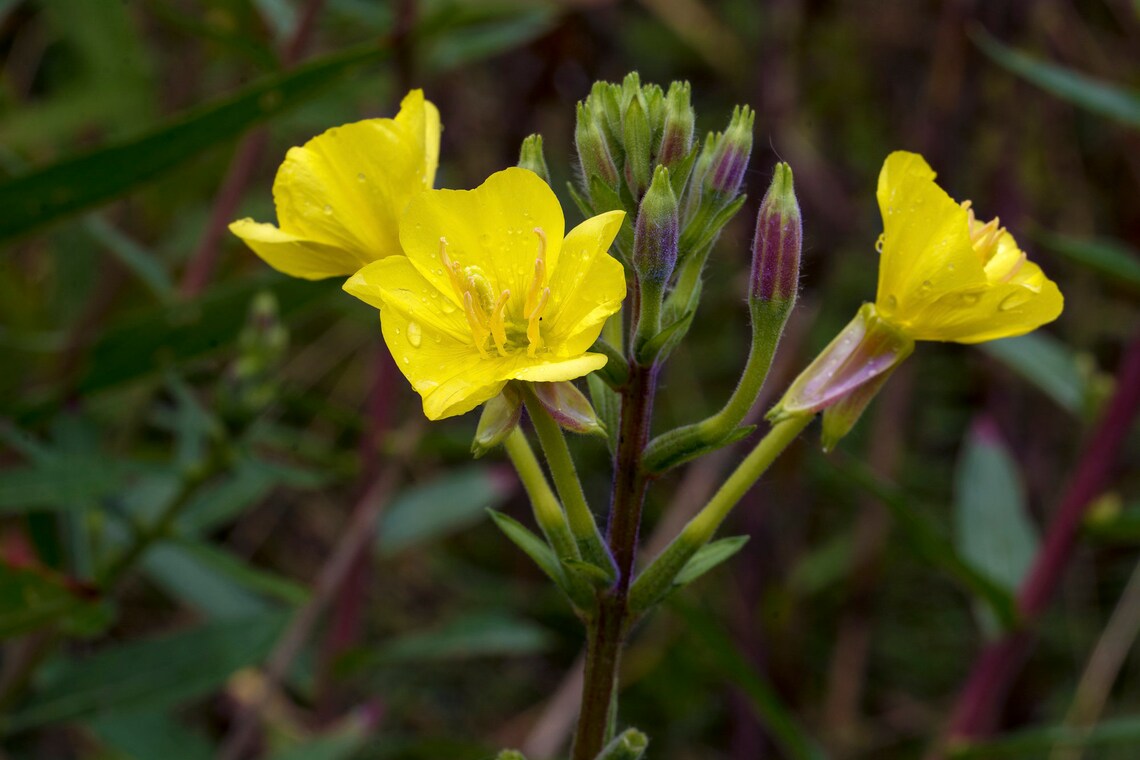 Fresh Cold Pressed Evening Primrose Oil Oenothera L Health | Etsy