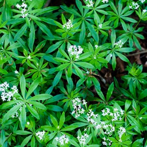 Sweet Woodruff Herb ( Galium Odoratum L ) Health Embassy Natural Herbal ...