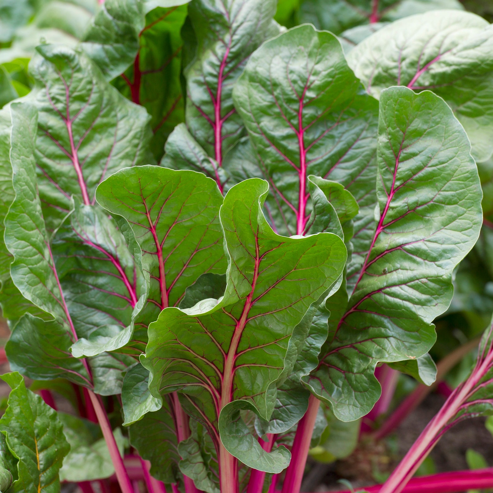 Rhubarb Root rheum L. Rhei Radix Health Embassy 100% - Etsy UK