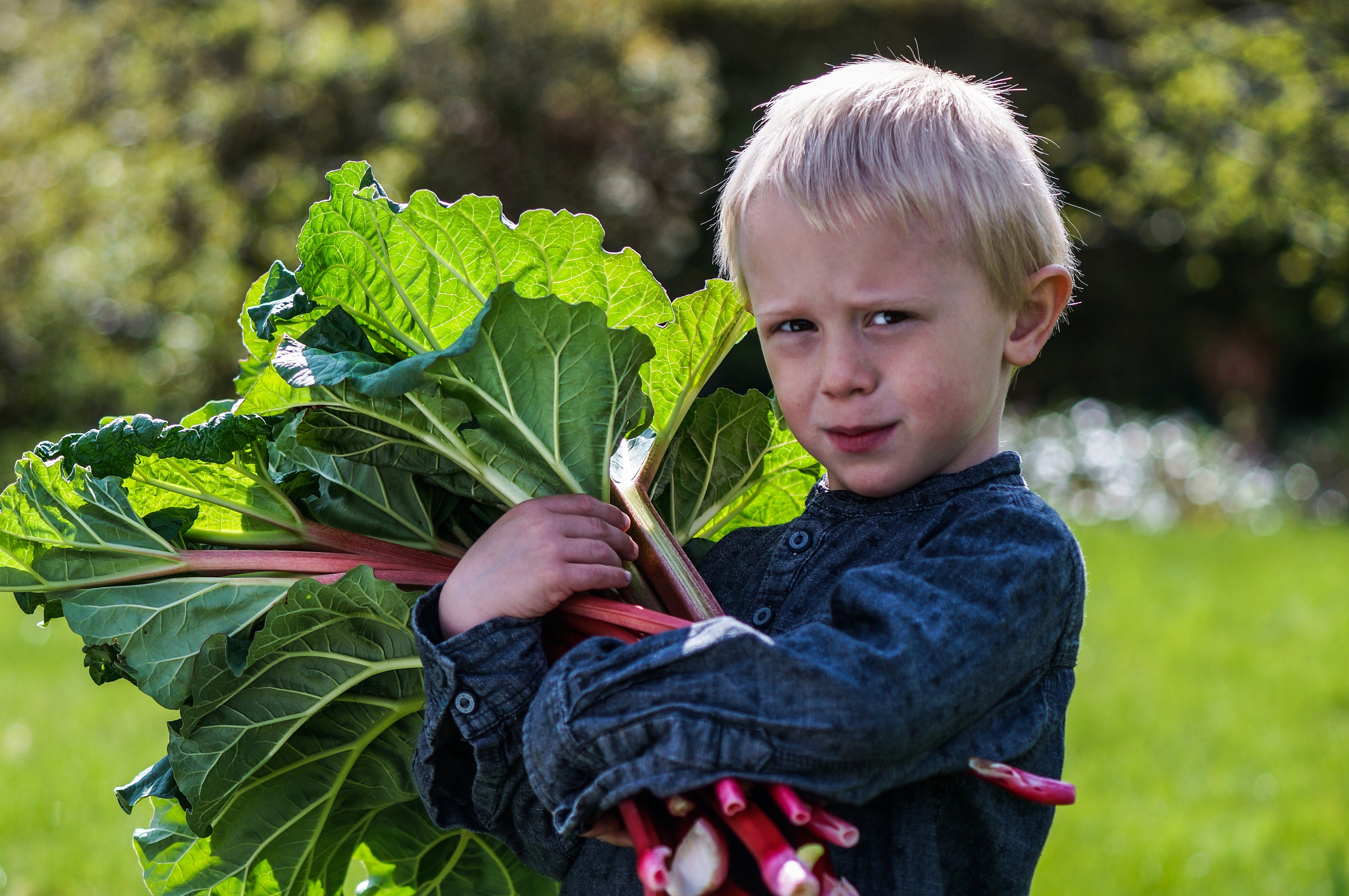 Rhubarb Root rheum L. Rhei Radix Health Embassy 100% - Etsy UK