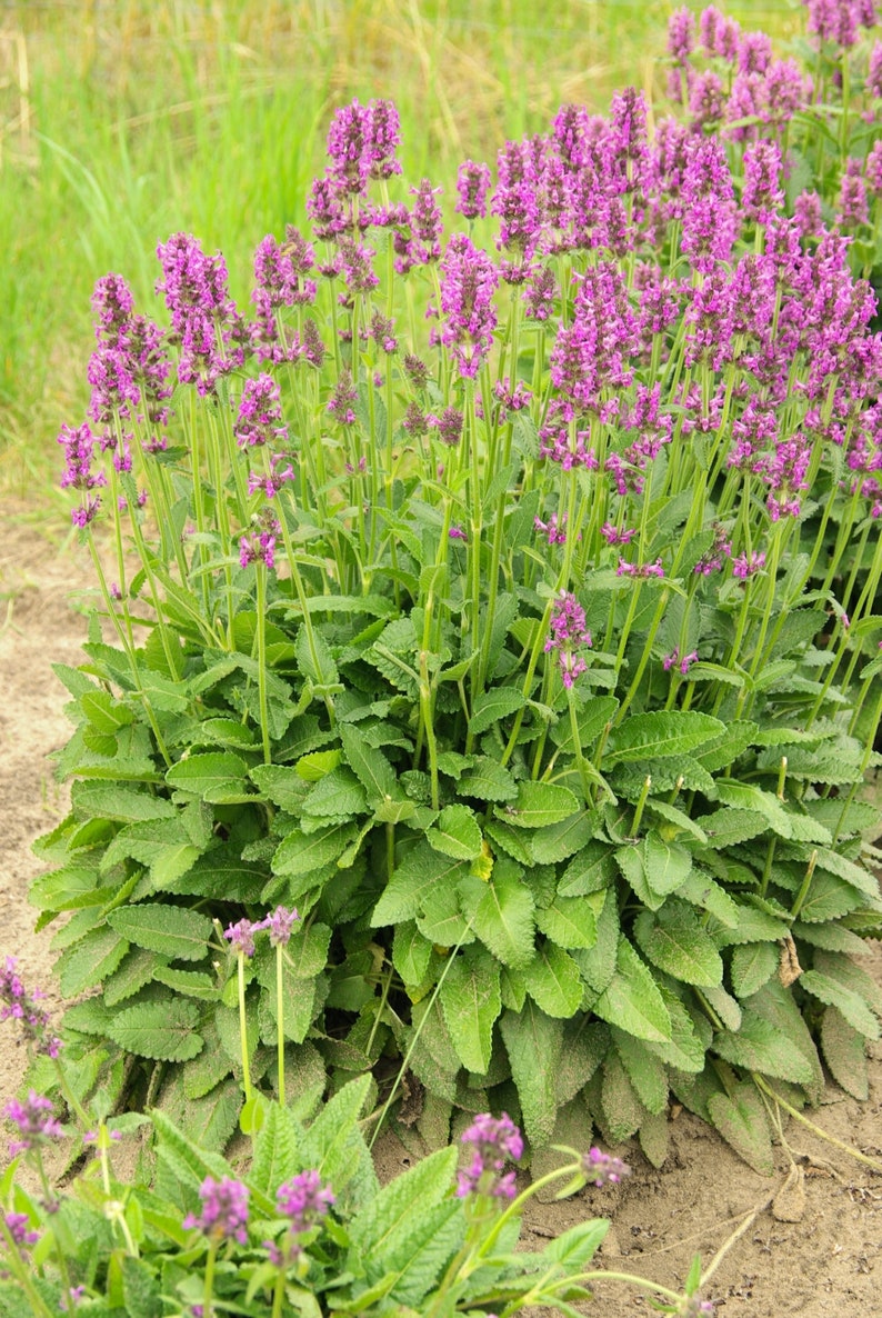 Wood Betony Herb Stachys Officinalis Health Embassy 100% | Etsy