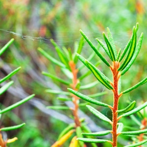 Marsh Labrador Herb Tea / Ledum Palustre (rhododendron Tomentosum ...
