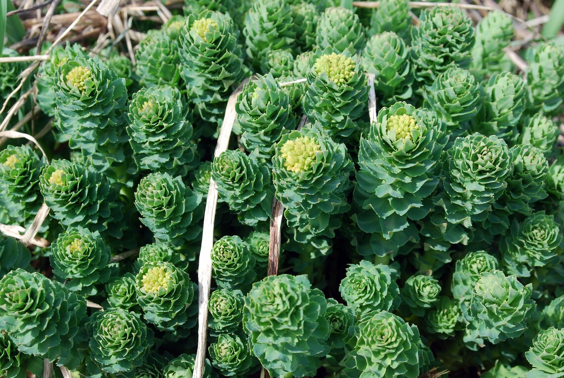 Rhodiola Rhizome Tea Rhodiola L. Rhodiola Rosea Health - Etsy