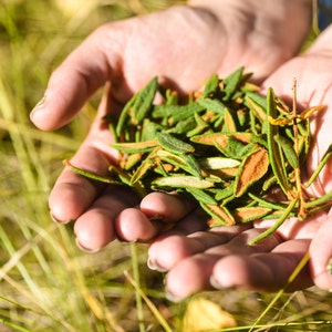 Marsh Labrador Herb Tea / Ledum Palustre (rhododendron Tomentosum ...