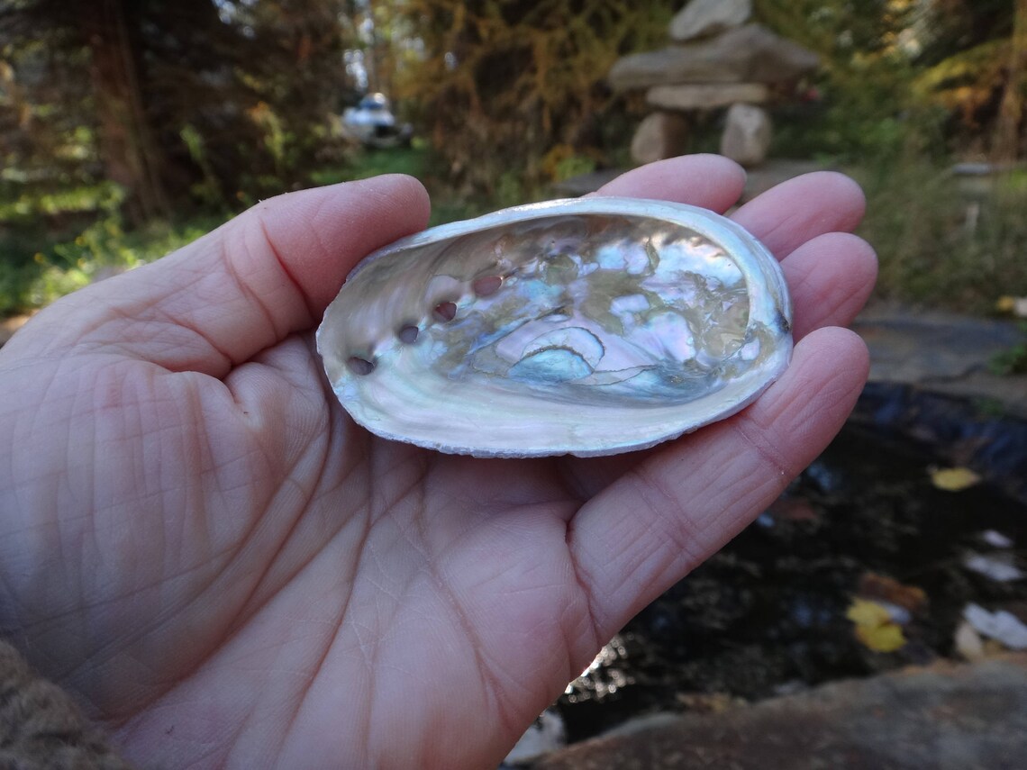 Abalone Shell. Native American Purification Ceremony. Ormeau. Smudging ...