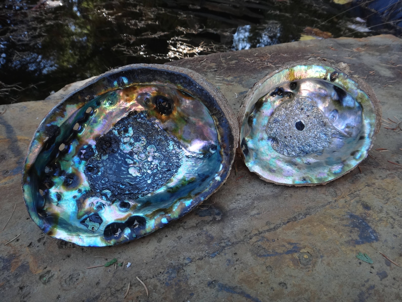 Abalone shell. Native american purification ceremony. Ormeau. | Etsy