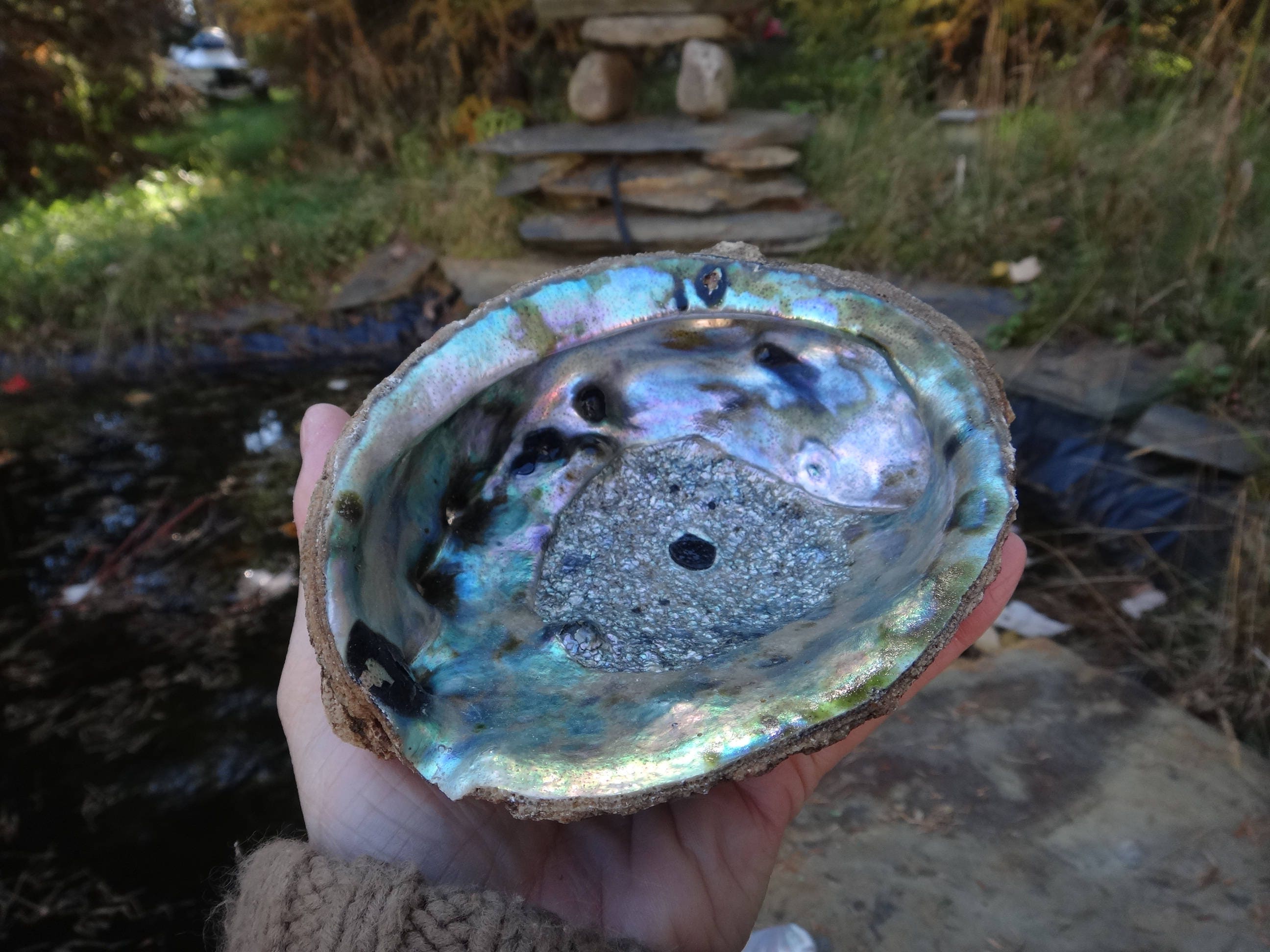 Abalone Shell. Native American Purification Ceremony. Ormeau. Smudging ...