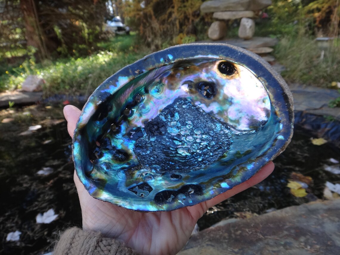 Abalone Shell. Native American Purification Ceremony. Ormeau. Smudging ...