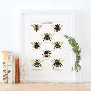 British Bee Print | Bee Illustration | Bee Painting | Bee Print ...