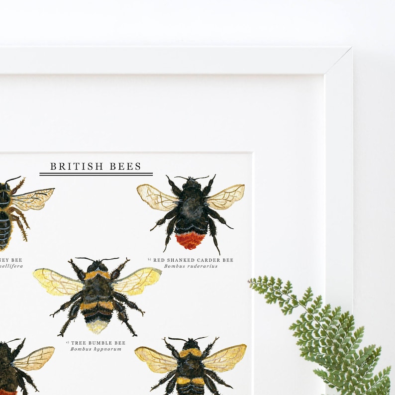 British Bee Print | Bee Illustration | Bee Painting | Bee Print ...