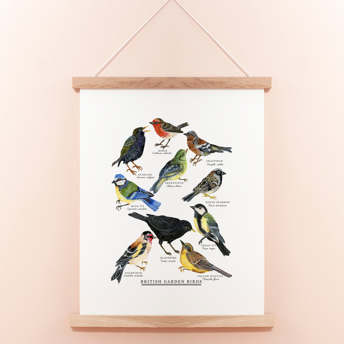 British Garden Birds Print Bird Giclée Print British - Etsy UK
