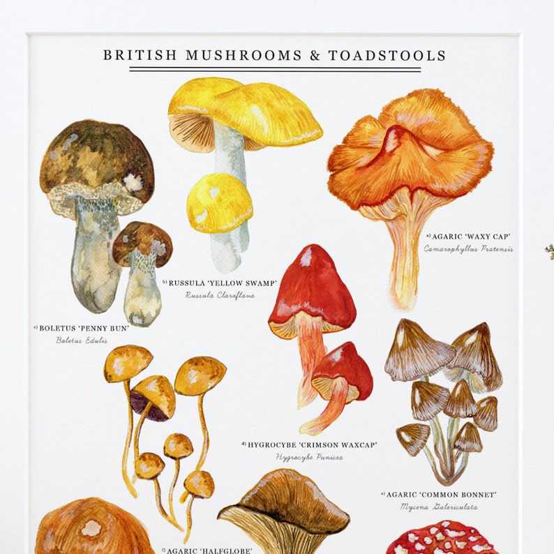 Mushrooms & Toadstools Print Illustrated Giclee Print | Etsy