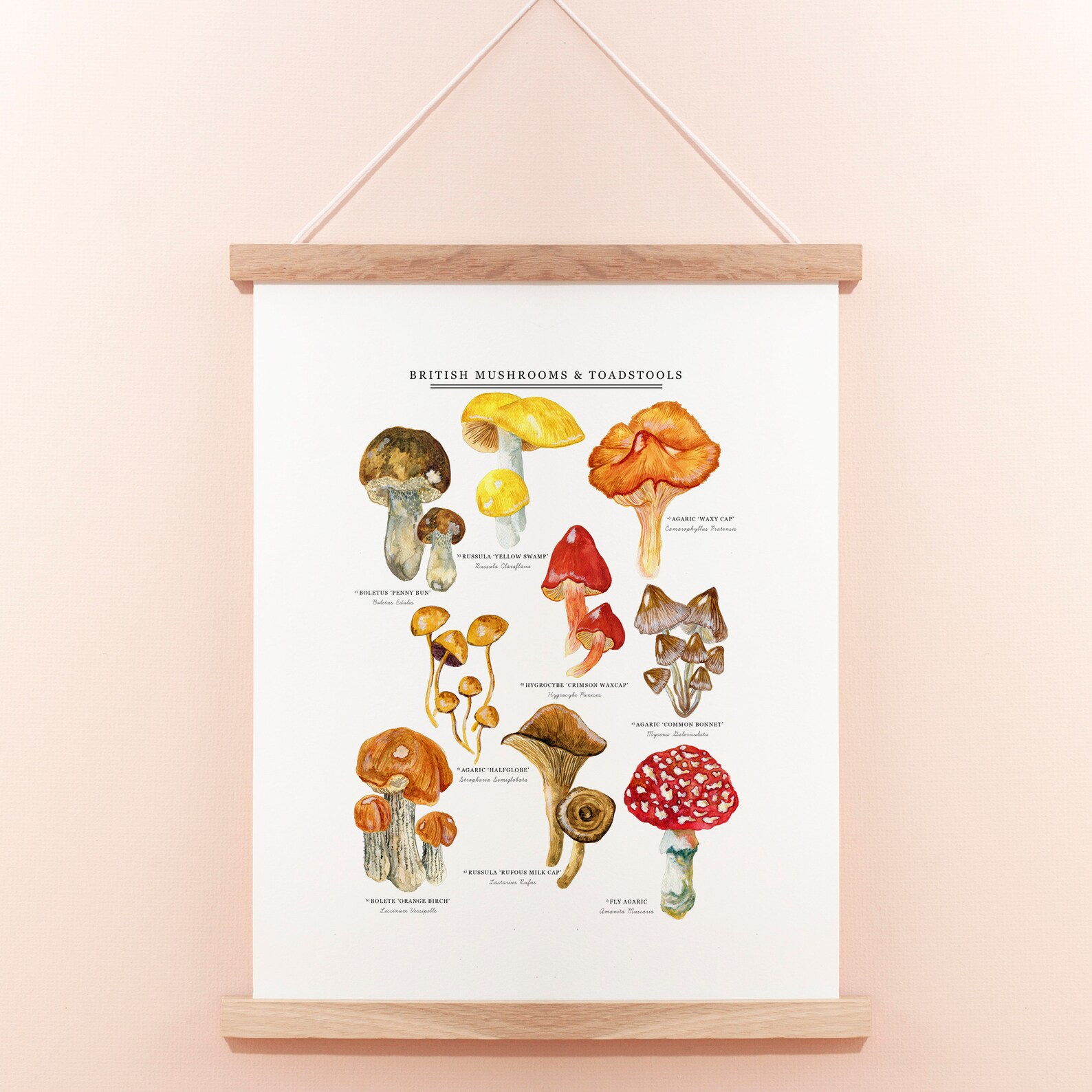 Mushrooms & Toadstools Print Illustrated Giclee Print | Etsy