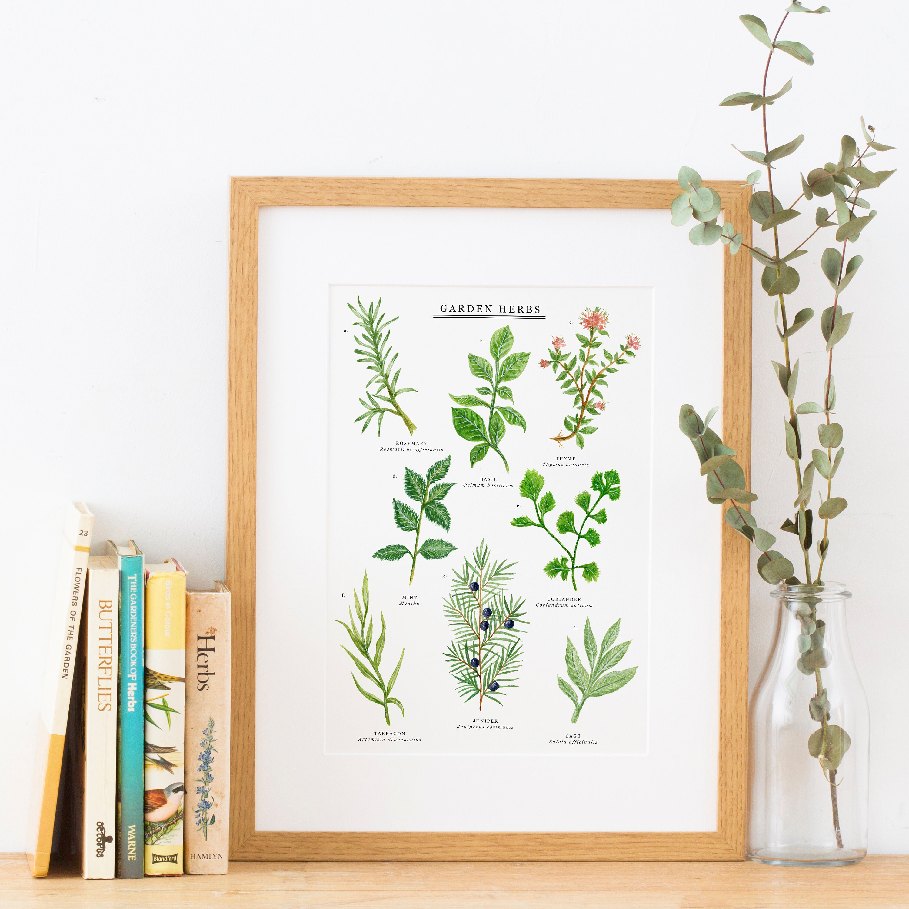 Garden Herbs Postcard | Herb Print | Nature Art | Botanical Print ...