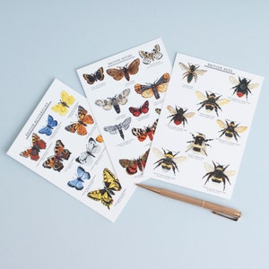 British Nature Postcard Set | Pack of 10 Postcards | British Wildlife ...