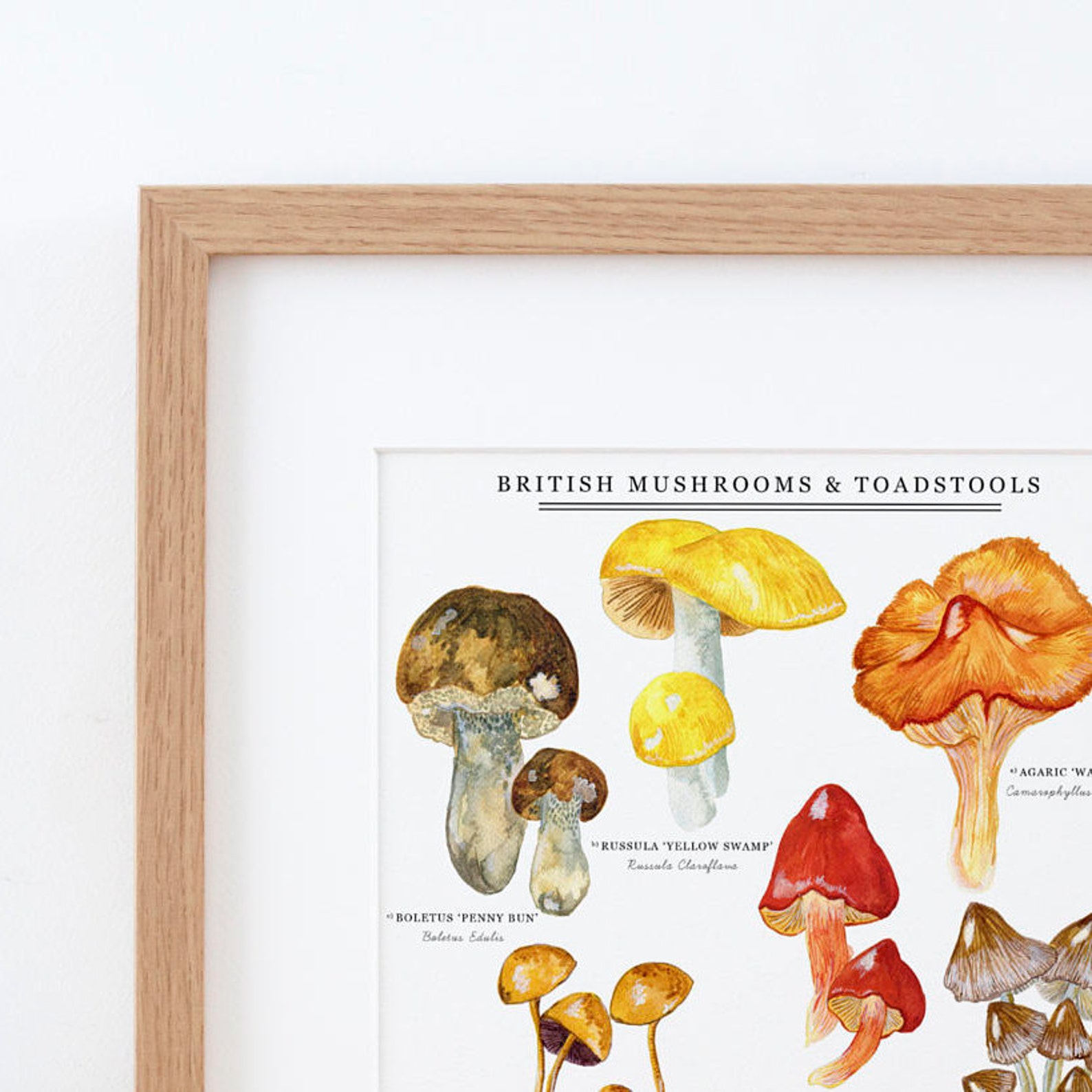 Mushrooms & Toadstools Print Illustrated Giclee Print | Etsy