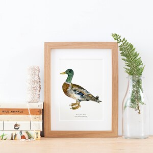 Mallard Illustrated Giclée Print | British Duck Print | Giclée Print ...
