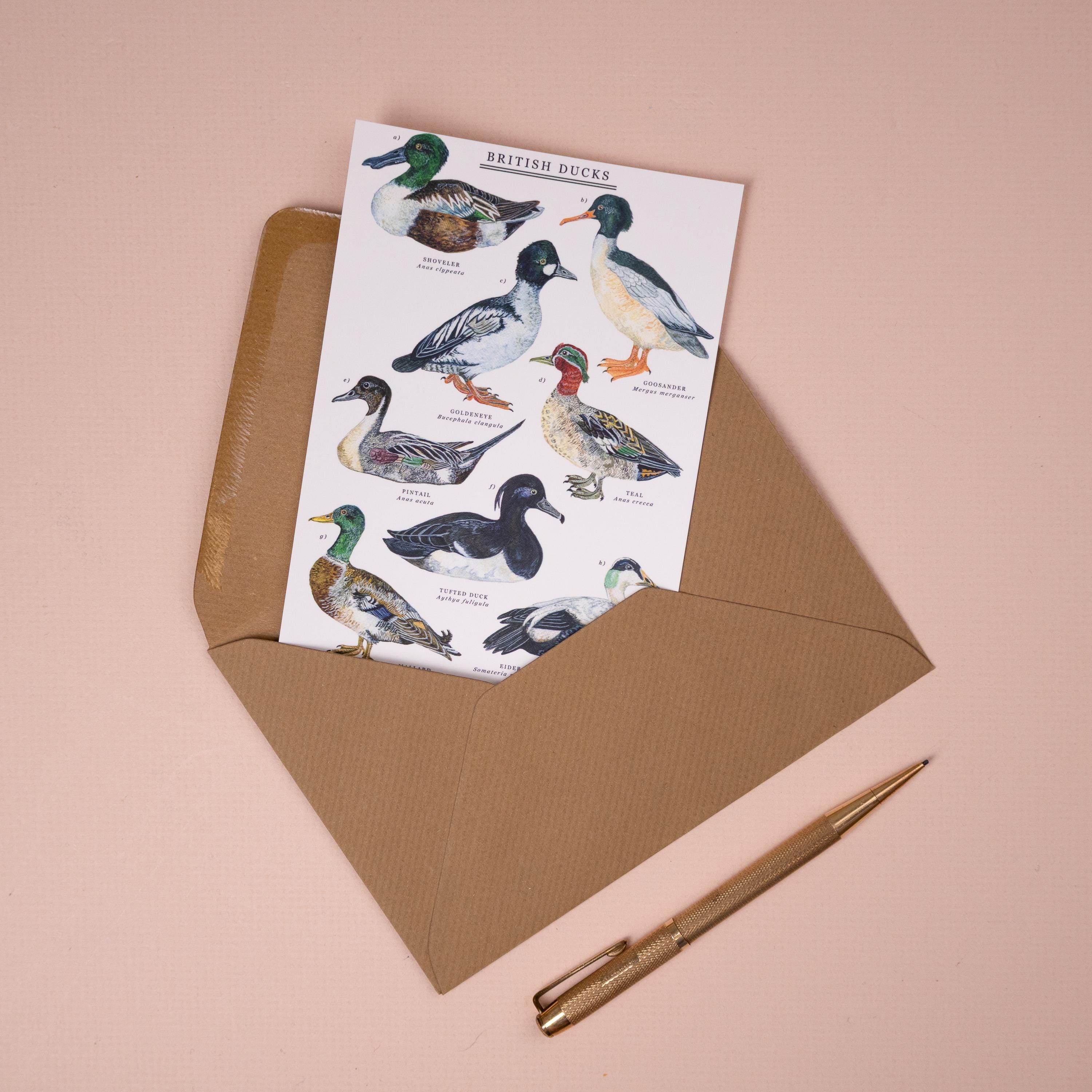 British Ducks Postcard | British Nature | Nature Art | Duck Print ...