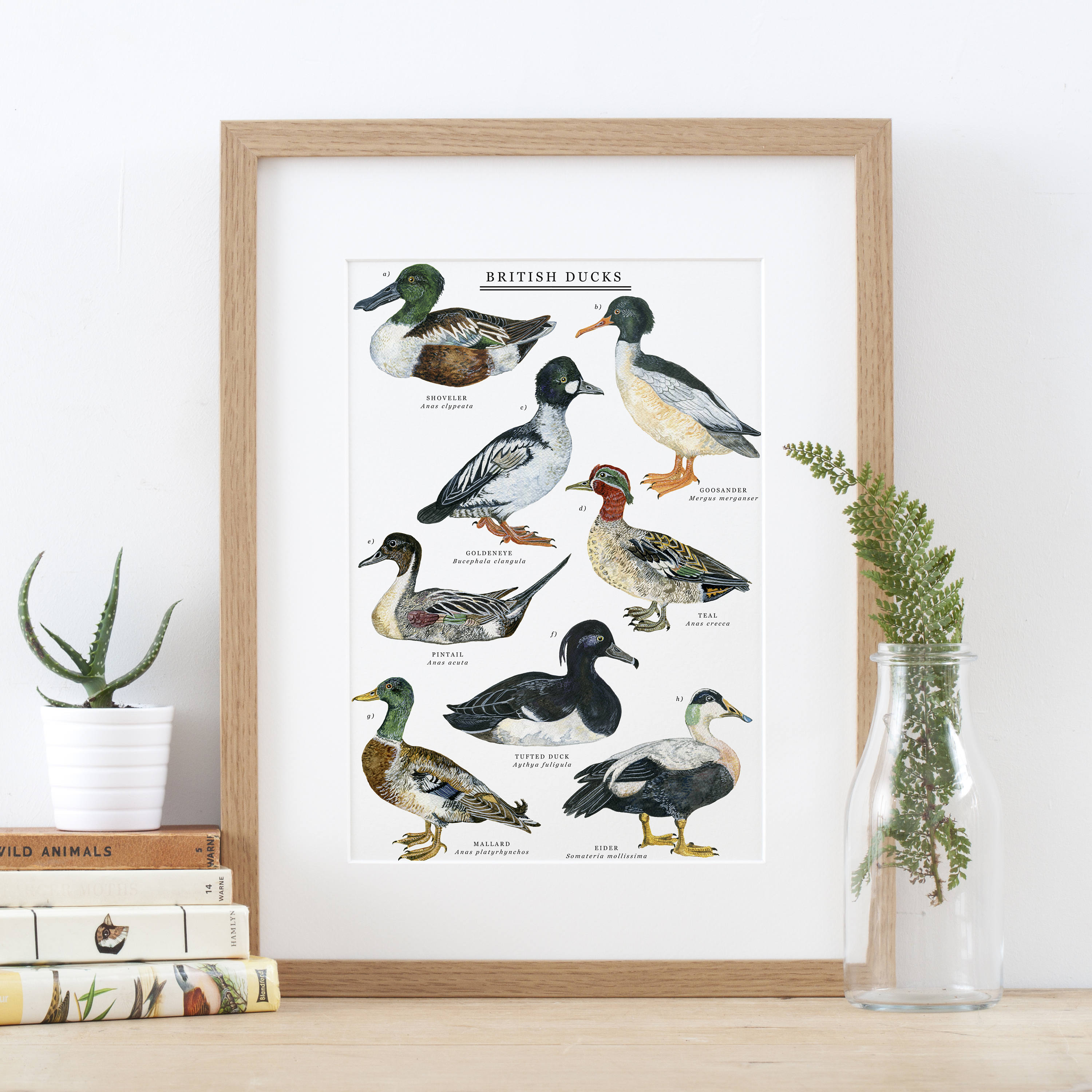 British Duck Print | Duck Illustration | Duck Painting | Duck Print ...