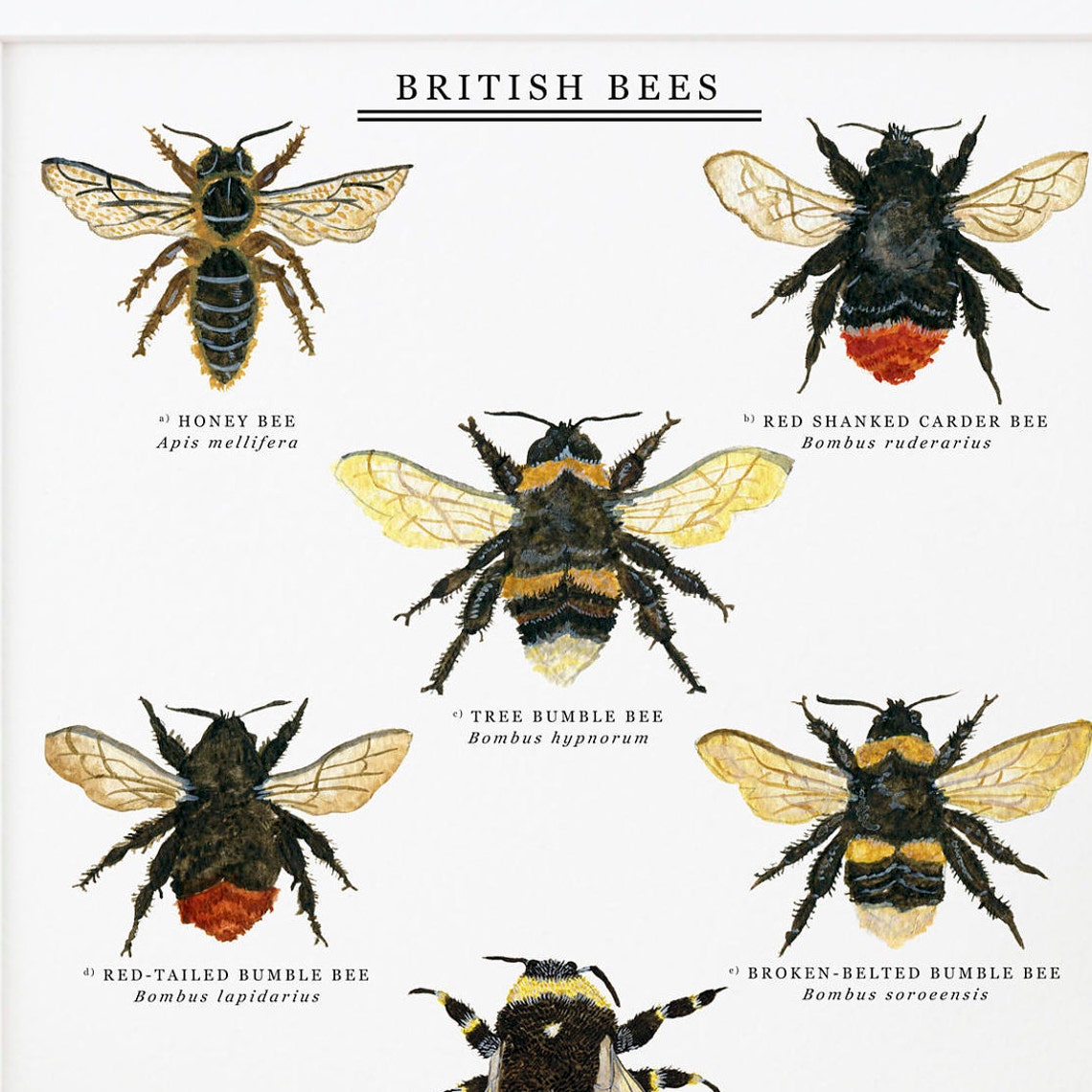 British Bee Print Bee Illustration Bee Painting Bee | Etsy