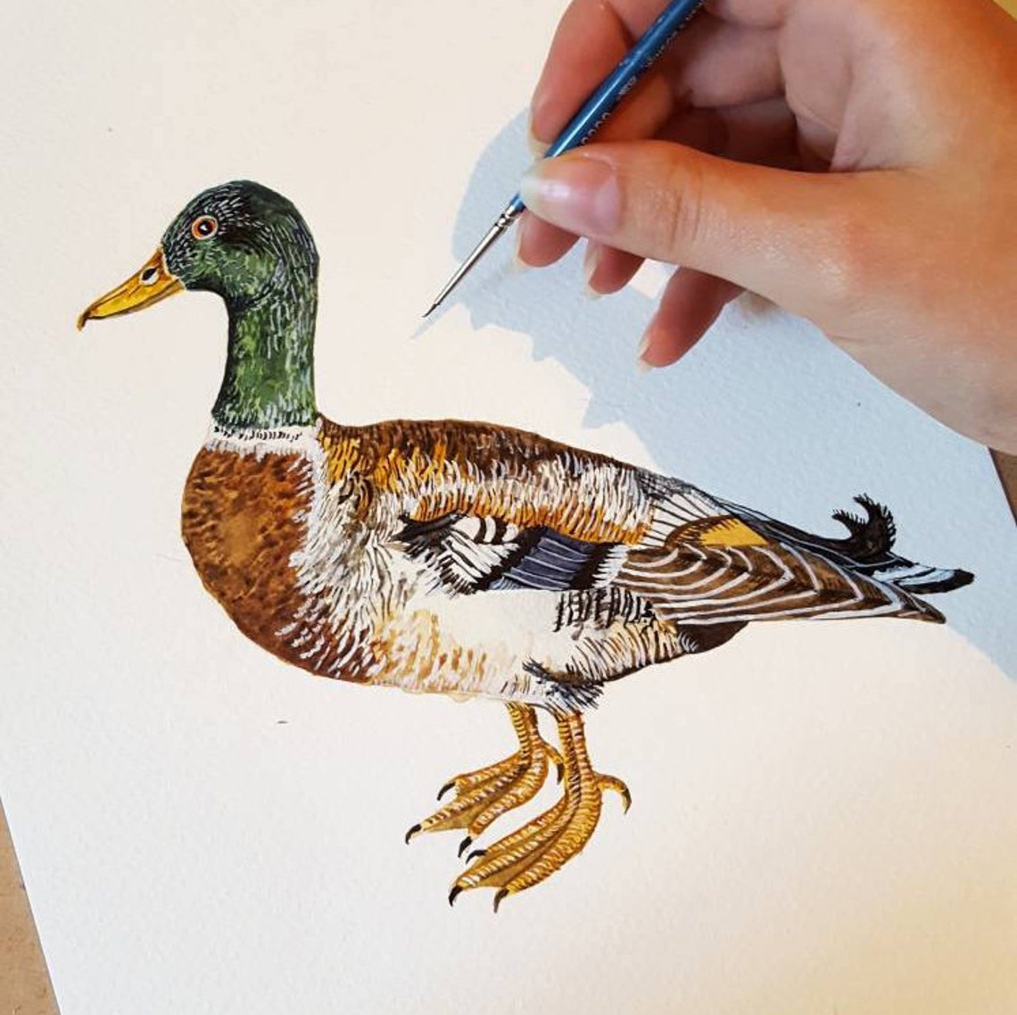 Mallard Illustrated Giclée Print | British Duck Print | Giclée Print ...