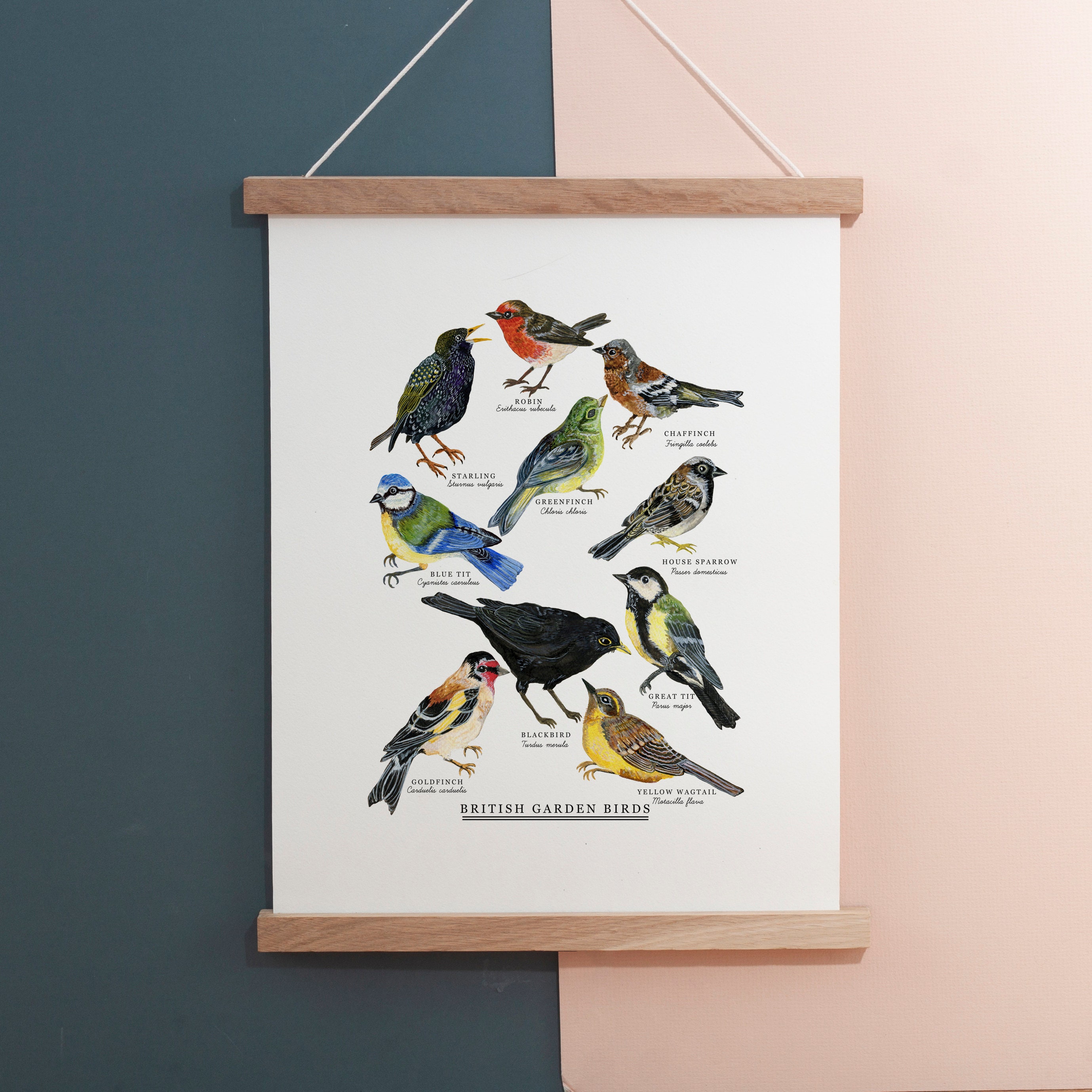 British Garden Birds Print Bird Giclée Print British - Etsy UK