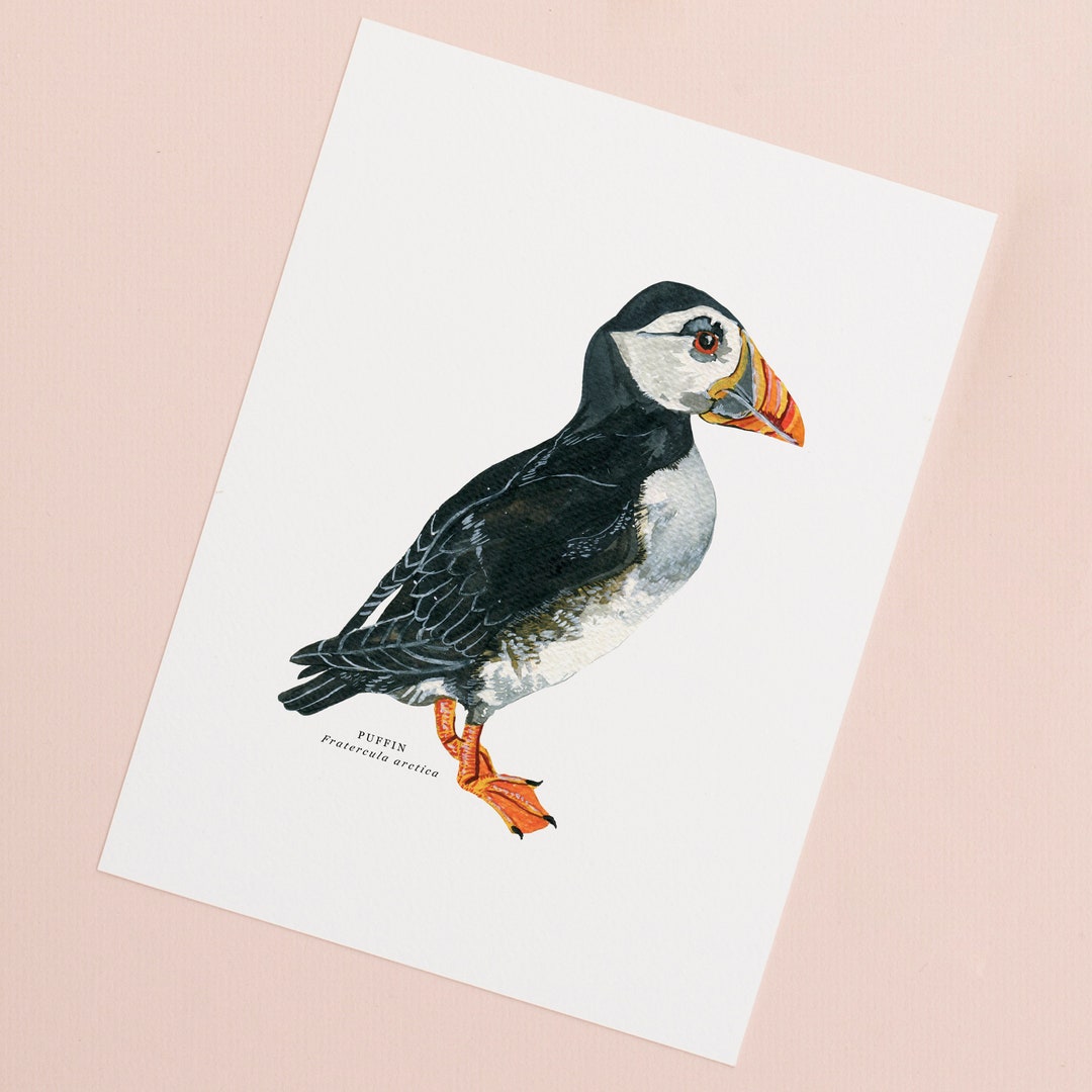 Puffin Illustrated Giclée Print | British Puffin Print | Giclée Print ...