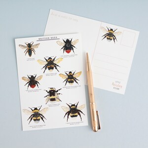 British Bees Postcard | British Nature | Nature Art | Bee Print ...