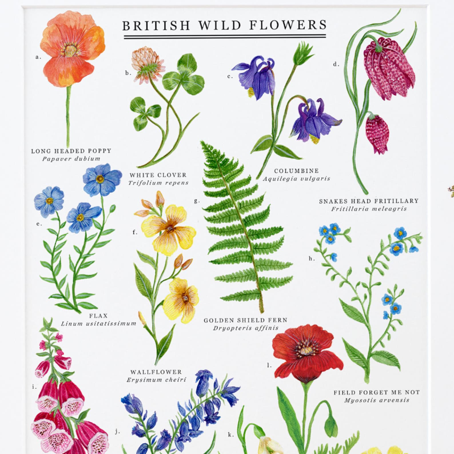 British Wild Flowers Print | Illustrated Giclée Print | Wildflower ...