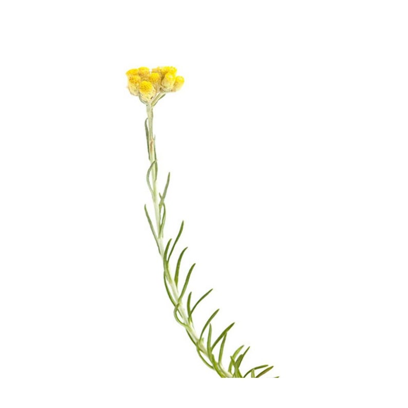 Makingcosmetics Helichrysum Extract Cosmetic Ingredient | Etsy