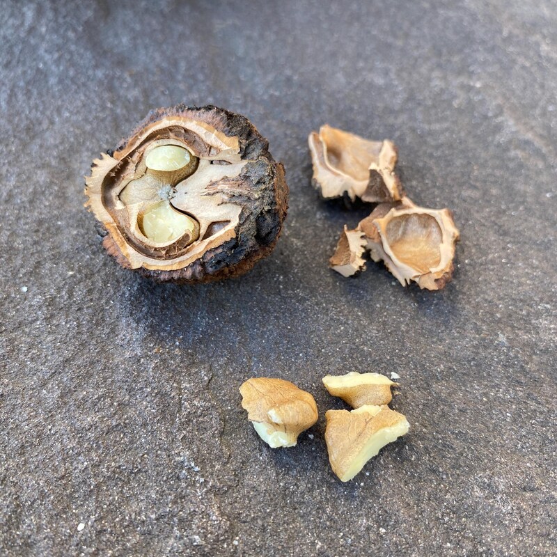 Black Walnut Shells - Etsy