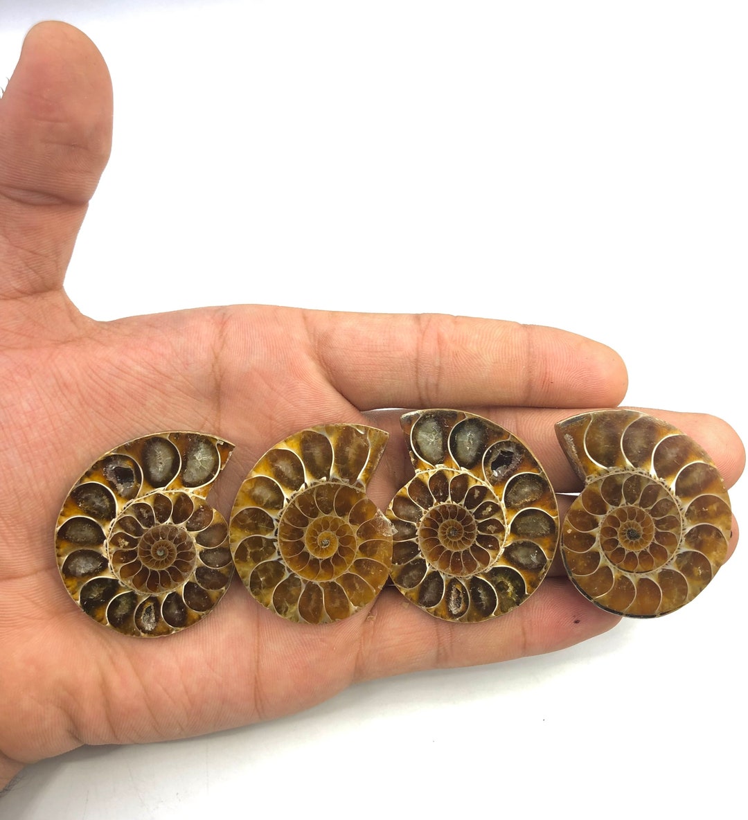 Natural Old Fossil Ammonite Sliced Ammonite Polish Ammonite Fossil ...