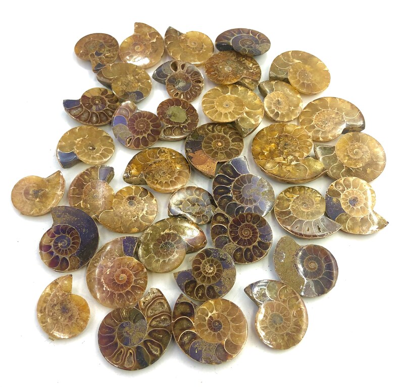Natural Old Fossil Ammonite Sliced Ammonite Polish Ammonite - Etsy
