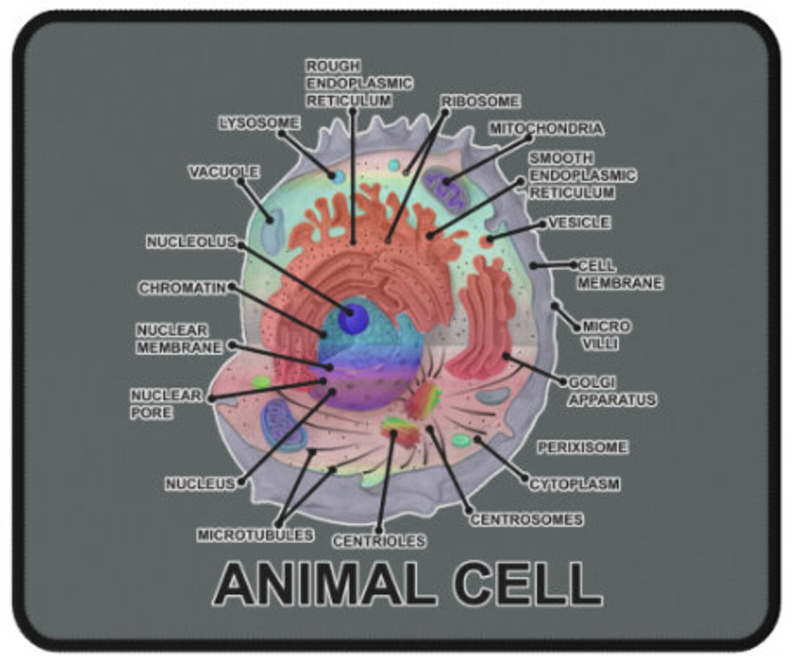 Anatomy of an Animal Cell Animal Cell Science Diagram Mousepad, Cell ...