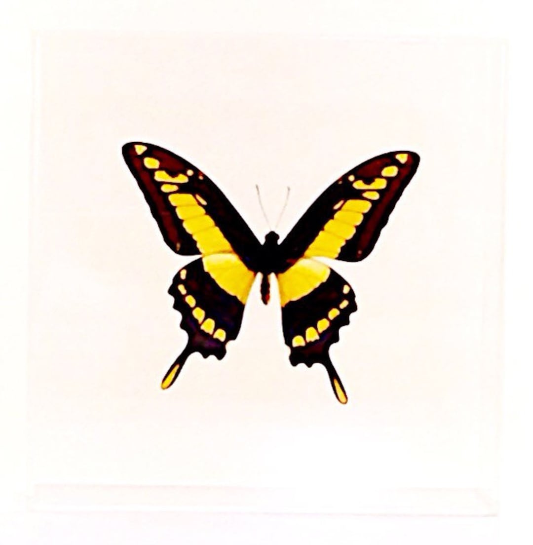 Real Butterfly, Monarch Butterfly Co, Swallowtail Butterfly,yellow and ...