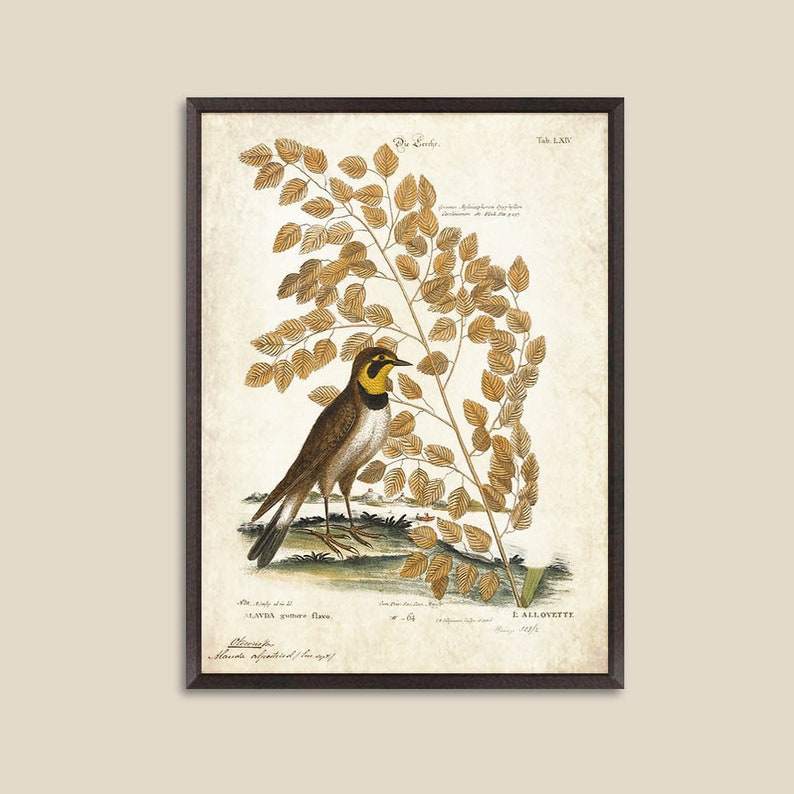 Vintage Bird Botanical Print Set of 4 Bird Prints Botanical - Etsy