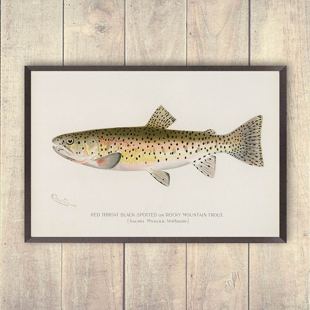 4 Set Trout Art Print Vintage Bass Art Print Fisherman - Etsy