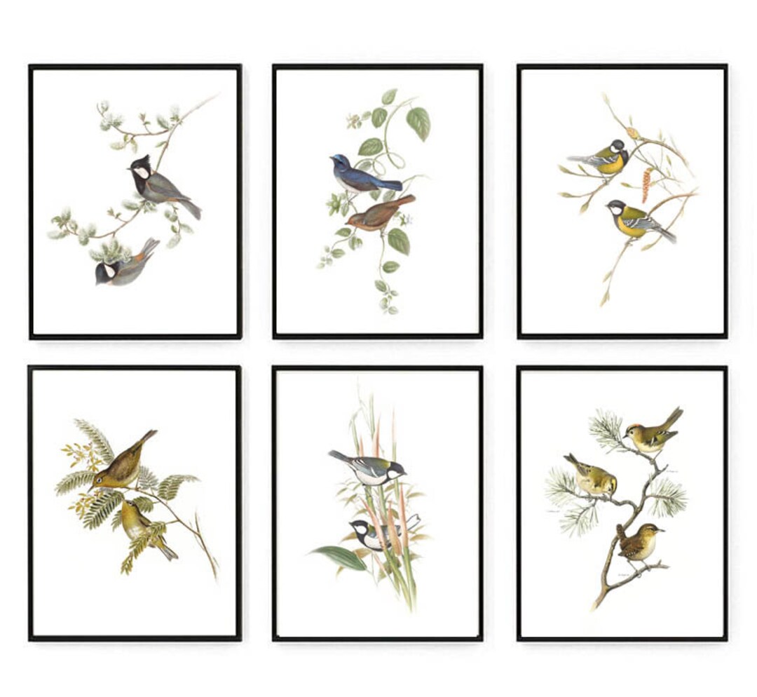 Bird Art Print 6 Set, Wild Bird Art,bird Prints, Audubon Bird Prints ...