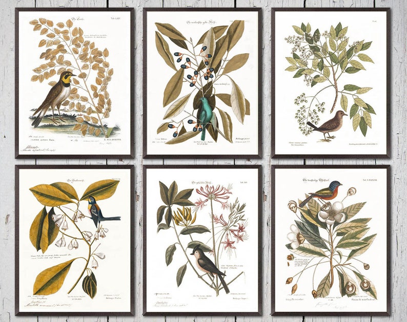 Vintage Bird Botanical Print Set of 6 Bird Prints Botanical - Etsy
