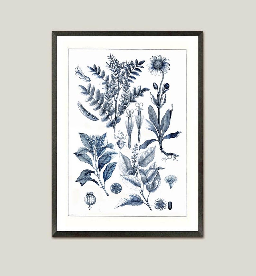 3 Set Indigo Botanical Prints. Vintage Collection of Plants - Etsy