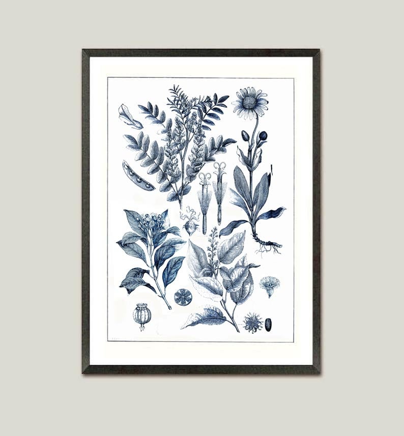 Indigo Plant Drawing