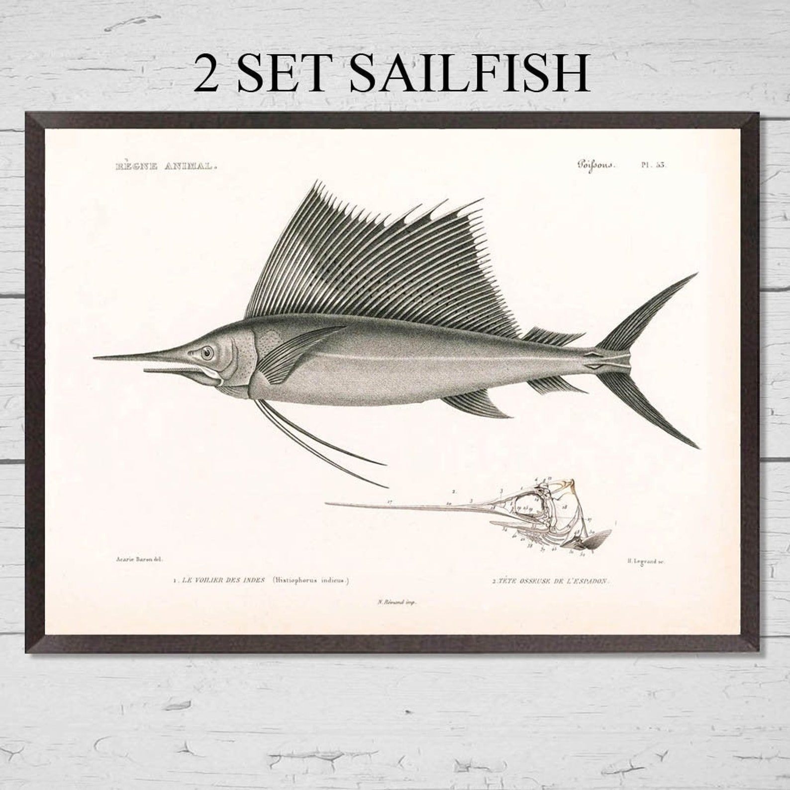 2 Sailfish Prints Marlin Posters Vintage Saltwater Game Fish - Etsy