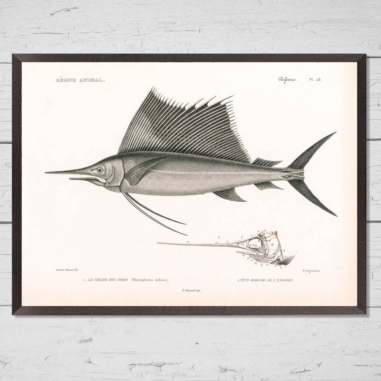 2 Sailfish Prints Marlin Posters Vintage Saltwater Game Fish - Etsy