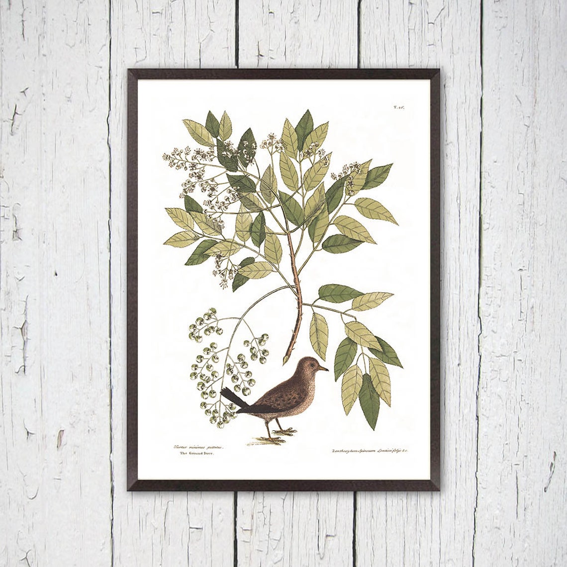 Vintage Bird Botanical Print Set of 6 Bird Prints Botanical - Etsy