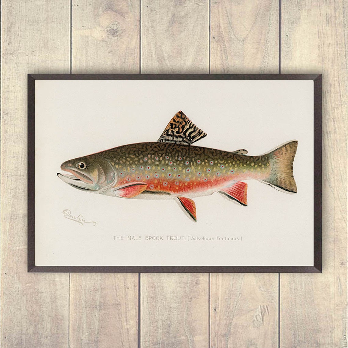 Trout Art Print, Vintage Brook Trout Art Print, Fisherman Prints, Log ...