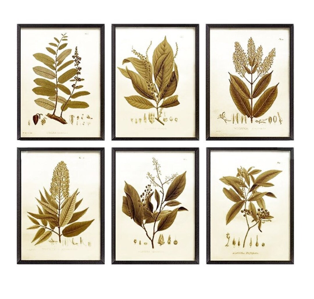 Vintage Sepia Botanical Prints, Set of 6, Home Office Decor - Etsy