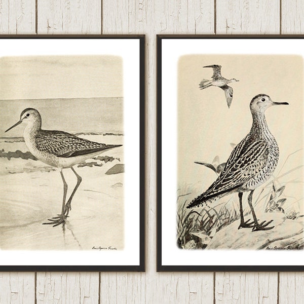 Shorebirds - Etsy